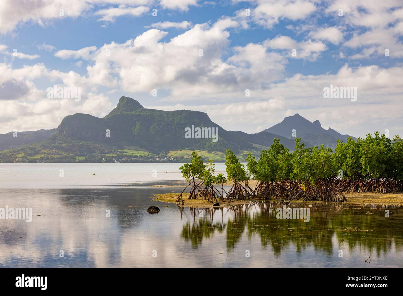 Mangrove trees at low tide at Point Jerome near Mahebourg on the Indian ...