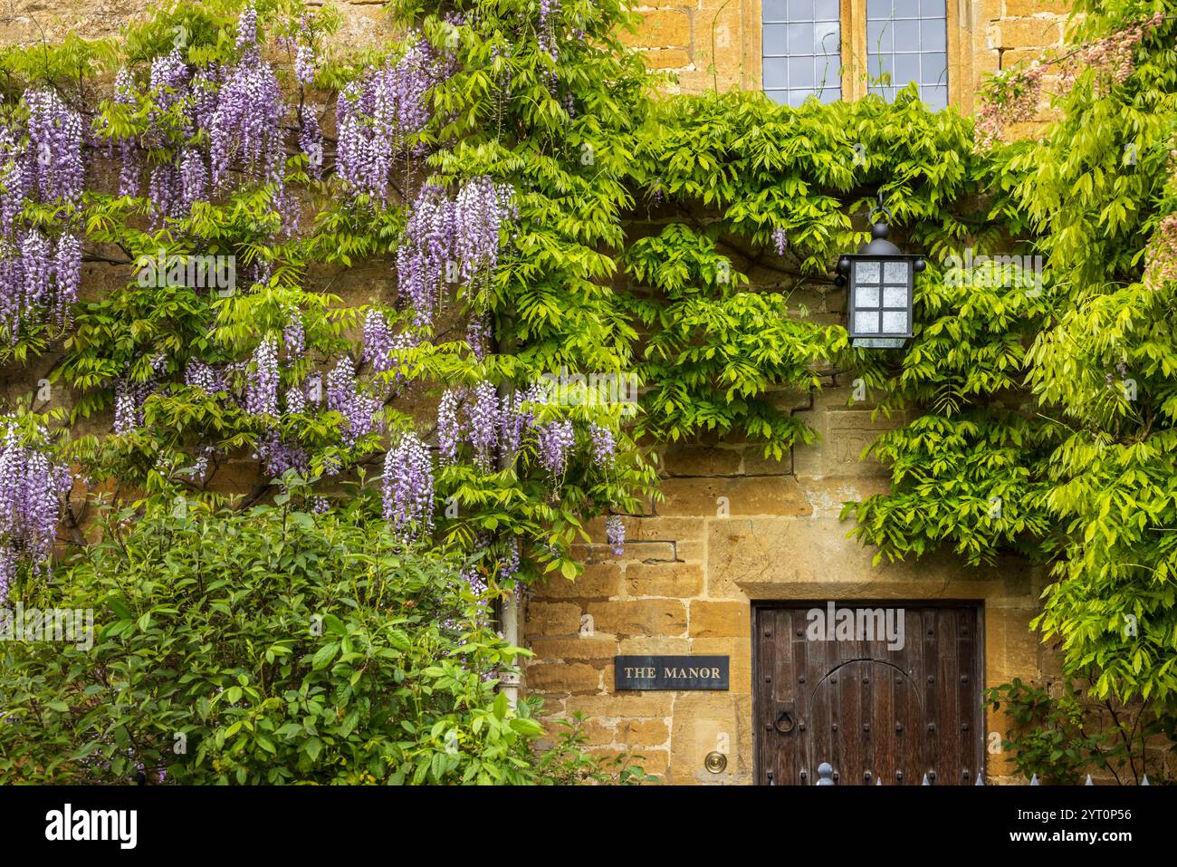Flowering Wisteria on a pretty house in the Cotswolds village of ...