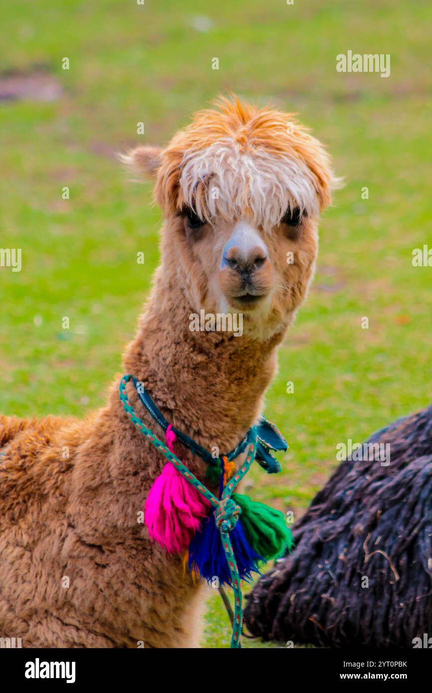 Llama and alpaca animal herd on a green meadow in Peru. Domestic and ...