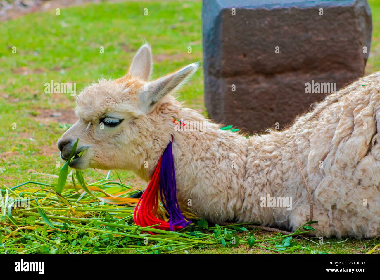 Llama and alpaca animal herd on a green meadow in Peru. Domestic and ...