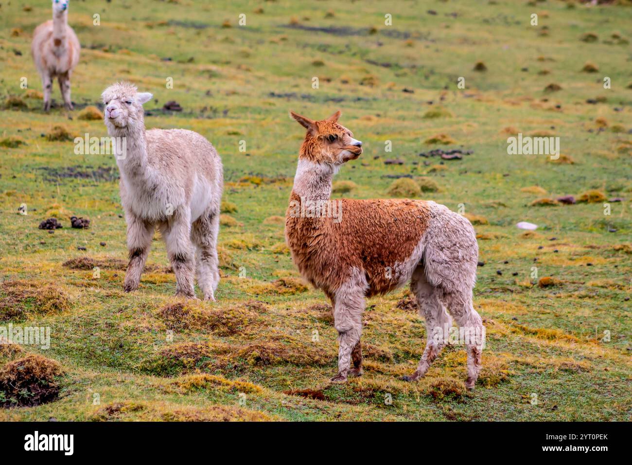Llama and alpaca animal herd on a green meadow in Peru. Domestic and ...