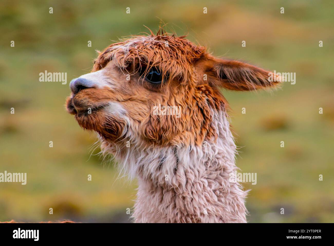 Llama and alpaca animal herd on a green meadow in Peru. Domestic and ...