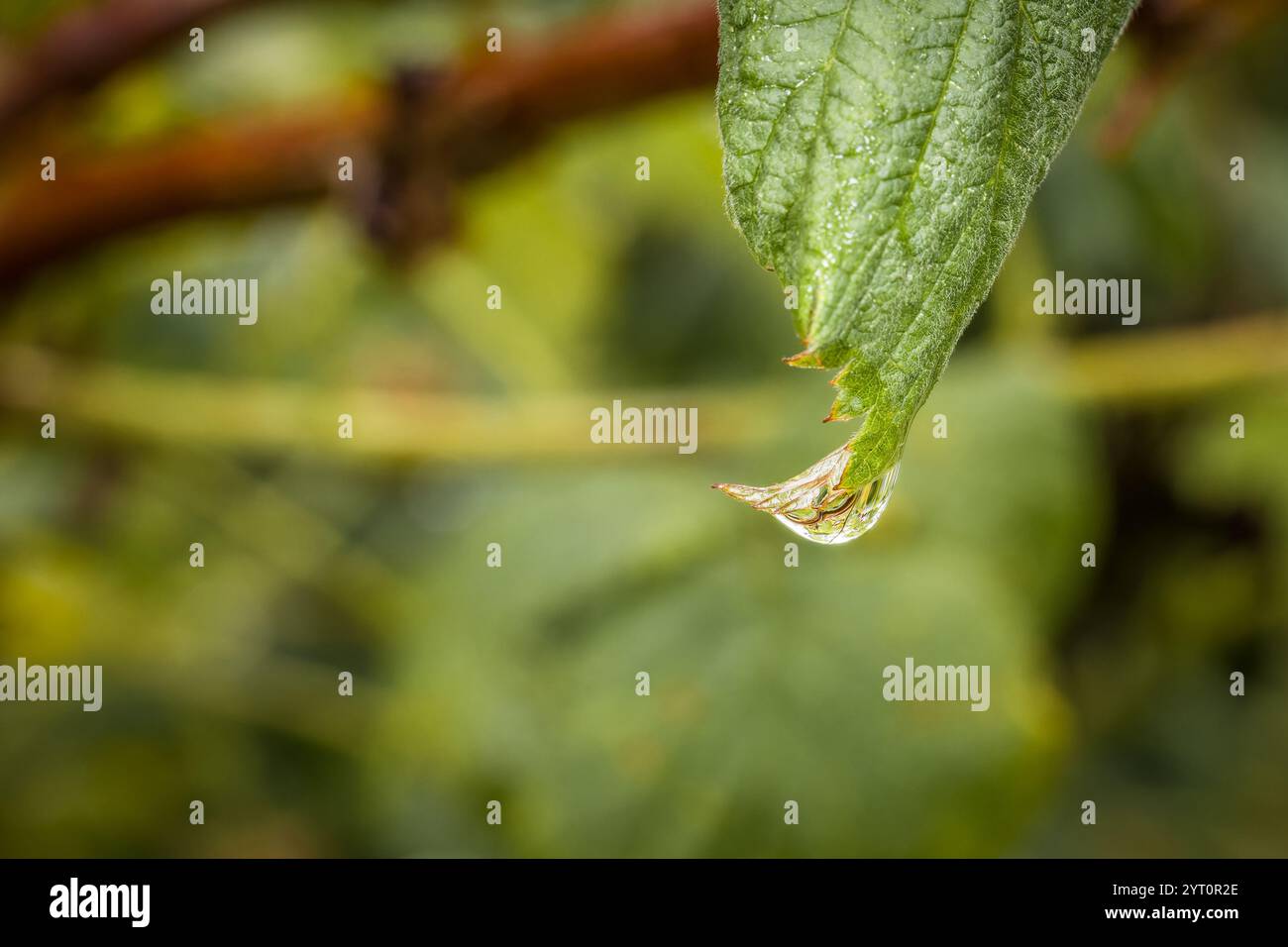 Water droplets on the tip of the leaf of a raspberry bush after a rain ...