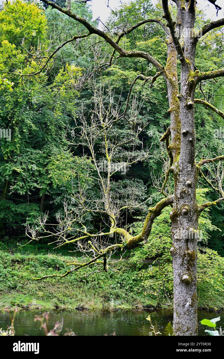 Strid Wood & Bolton Abbey Stock Photo - Alamy