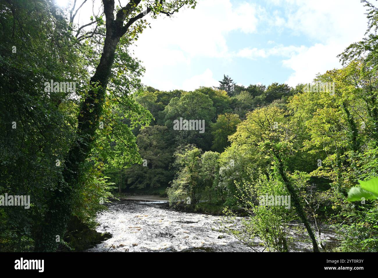 Strid Wood & Bolton Abbey Stock Photo - Alamy