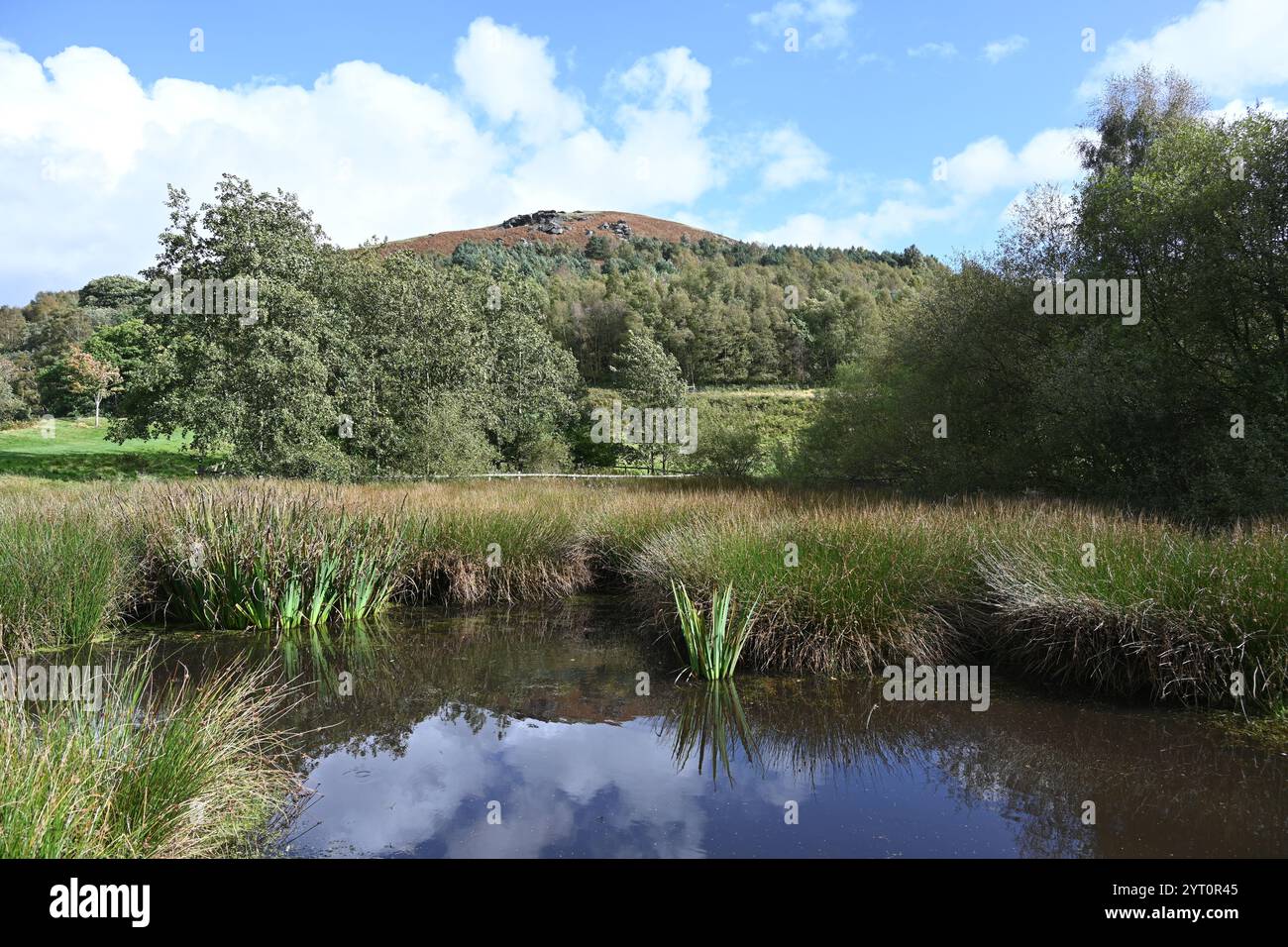 Strid Wood & Bolton Abbey Stock Photo - Alamy