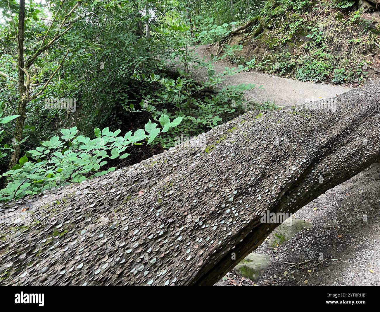 Strid Wood & Bolton Abbey Stock Photo - Alamy