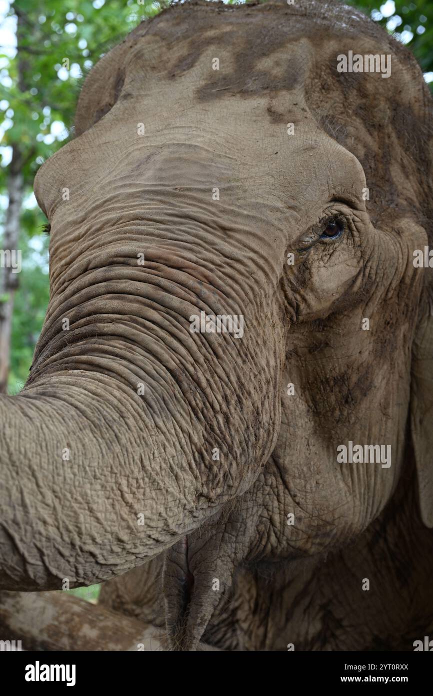 Manda lao hi-res stock photography and images - Alamy