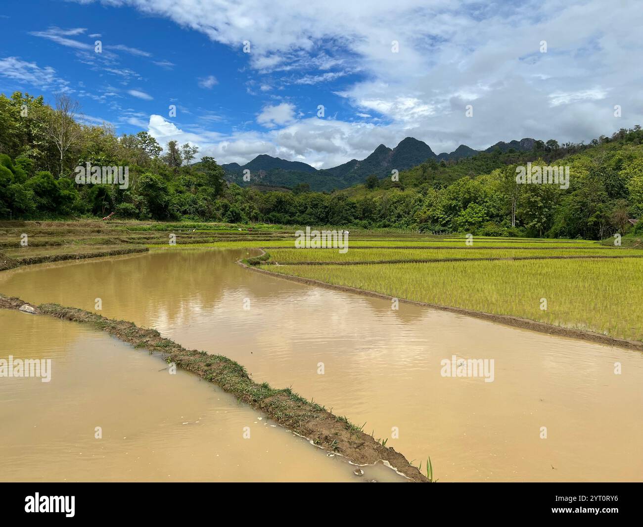 Laos rice paddy field Stock Photo - Alamy