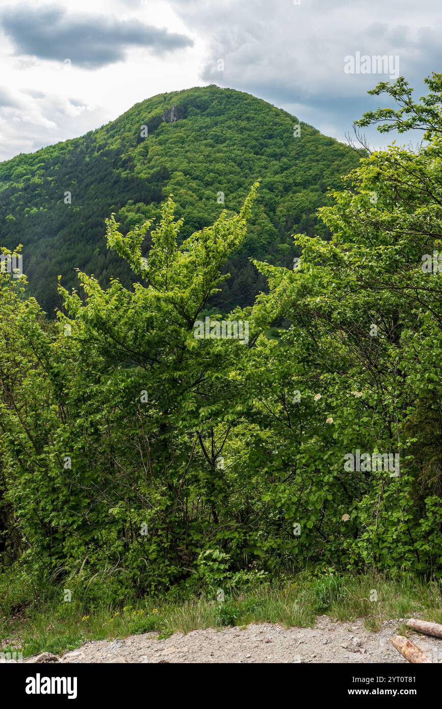 Hill with steep slopes covered by forest with rock formation in Biele ...
