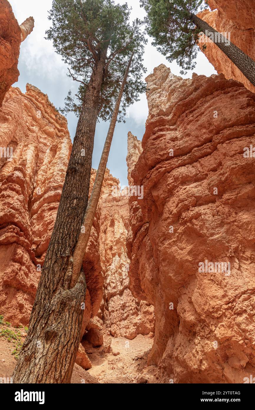 Trees growing in Canyon in Bryce National Park, Utah, USA Stock Photo ...