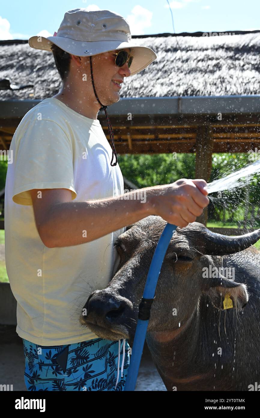 Water buffalo washing hi-res stock photography and images - Alamy