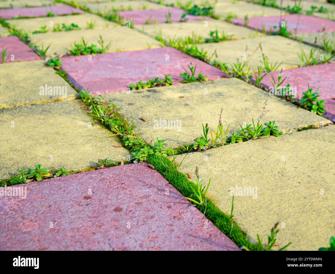 Green grass grows between the seams of paving slabs Stock Photo - Alamy