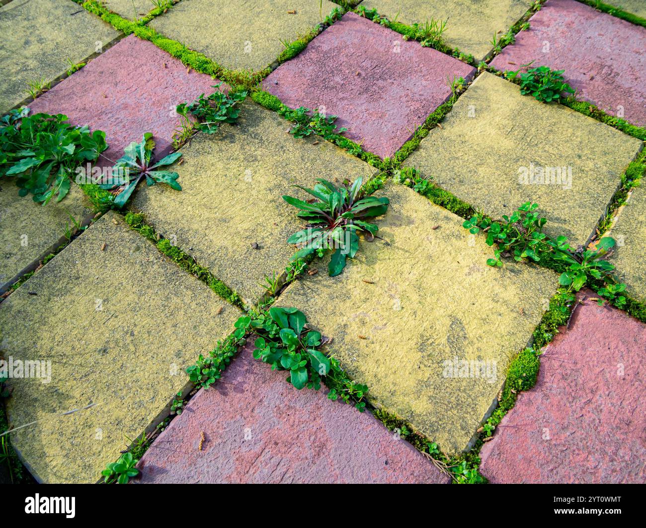 Grass growing between the seams of paving slabs Stock Photo - Alamy