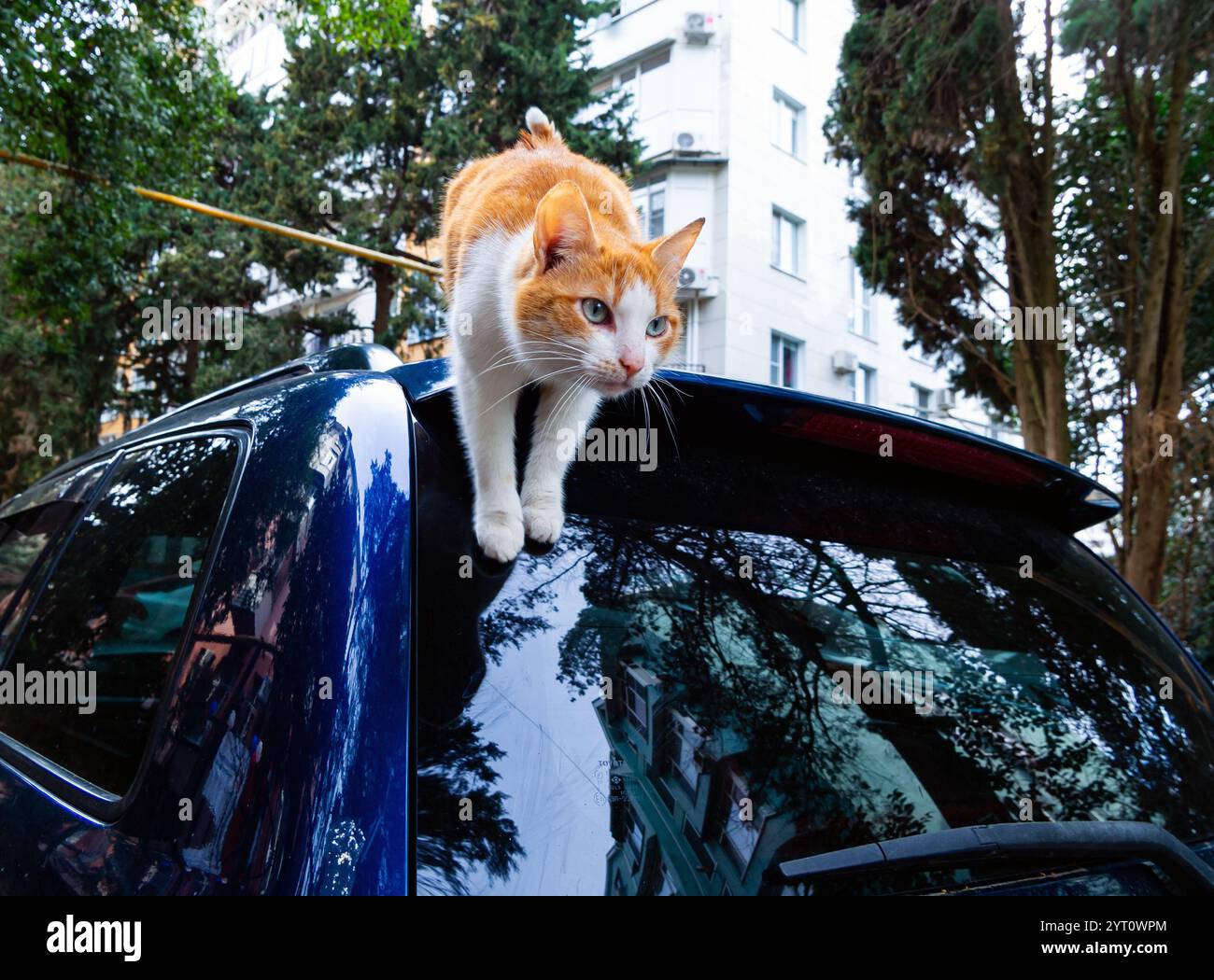 Cat sitting on a car roof hi-res stock photography and images - Alamy