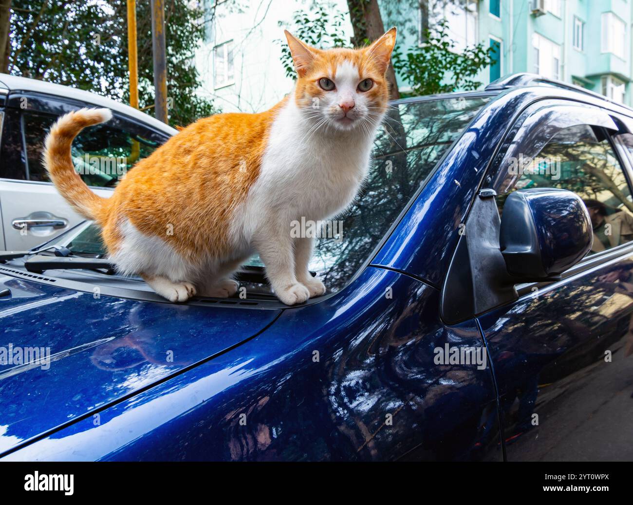 A cat sits on the hood of a car Stock Photo - Alamy