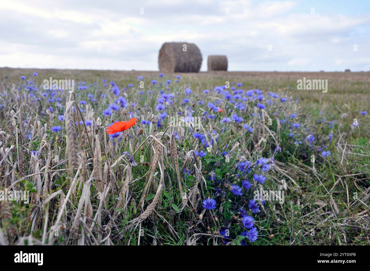 Corn husks with poppy and cornflowers on the edge of a harvested field ...