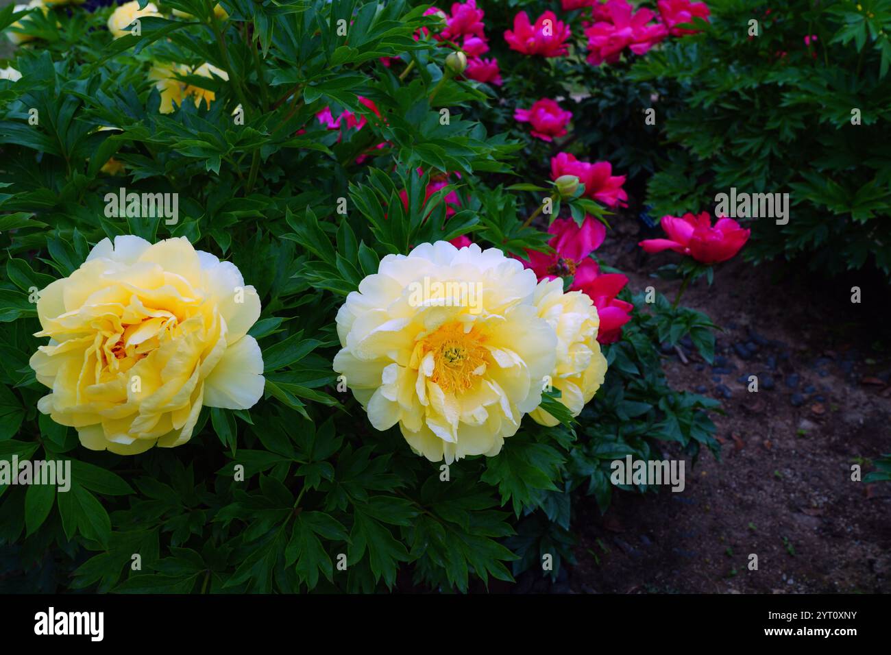 Large yellow peony hi-res stock photography and images - Alamy