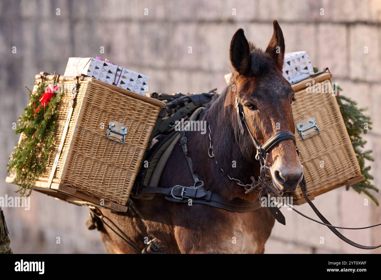 Berchtesgaden, Deutschland 05. Dezember 2024: Nikolaus und ...