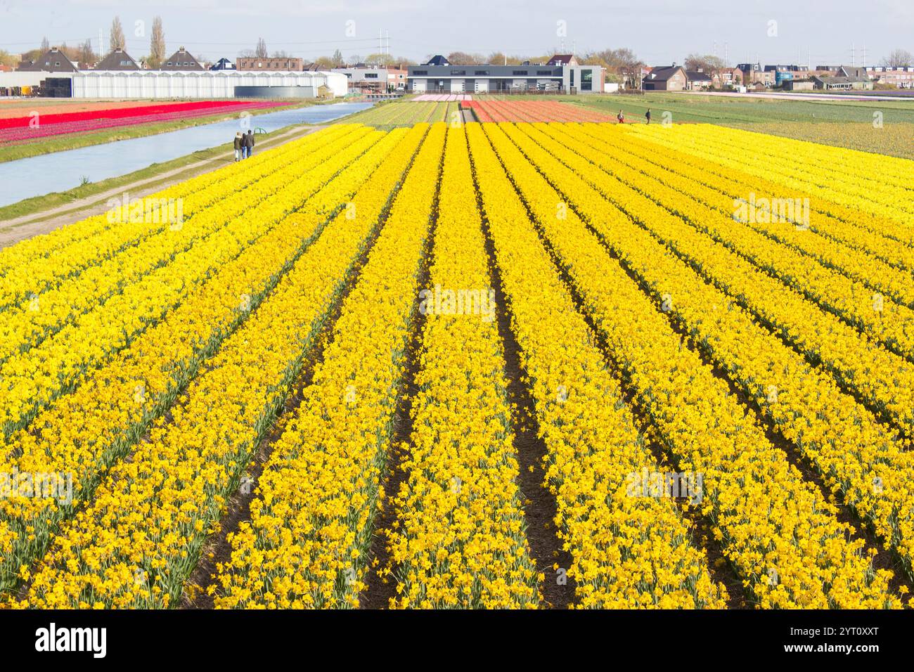 flowers fields in the Netherlands, springtime Stock Photo - Alamy