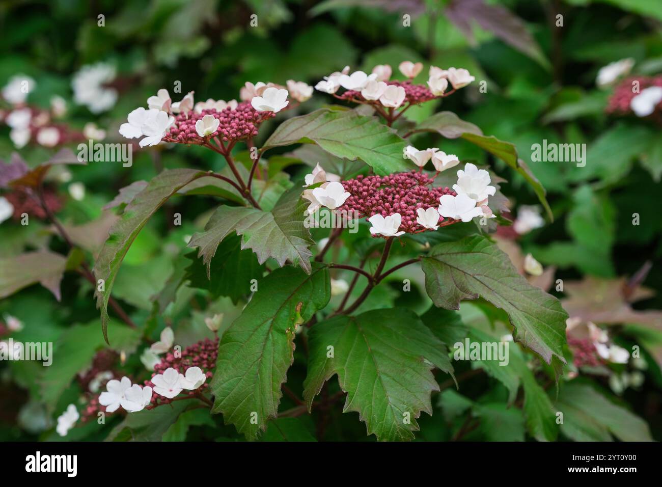Viburnum sargentii Onondaga, Lacecap flower-heads, deep red buds white ...
