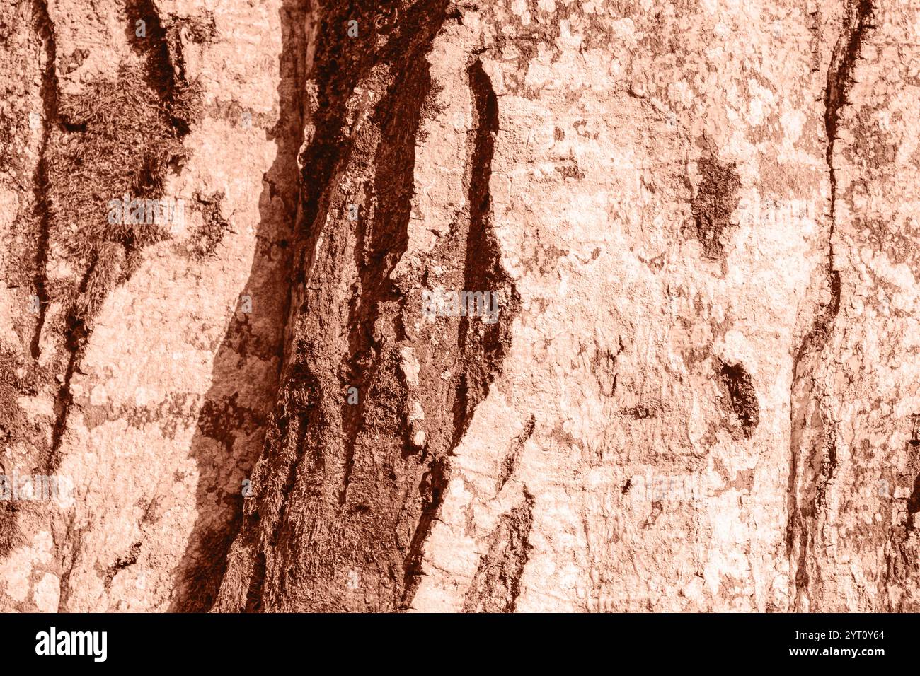 Tree bark with moss. Background, texture. Demonstrating color of the ...