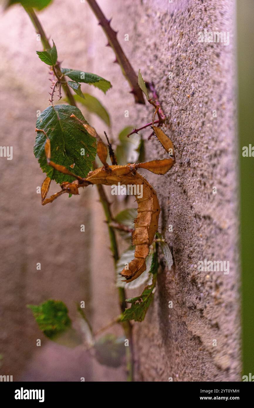 Exotic tropical insects in the aquarium. Dusseldorf, Germany Stock ...