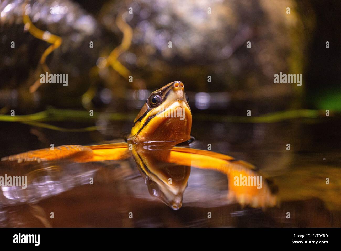 A beautiful turtle living in a terrarium. Exotic scene in aquazoo in ...