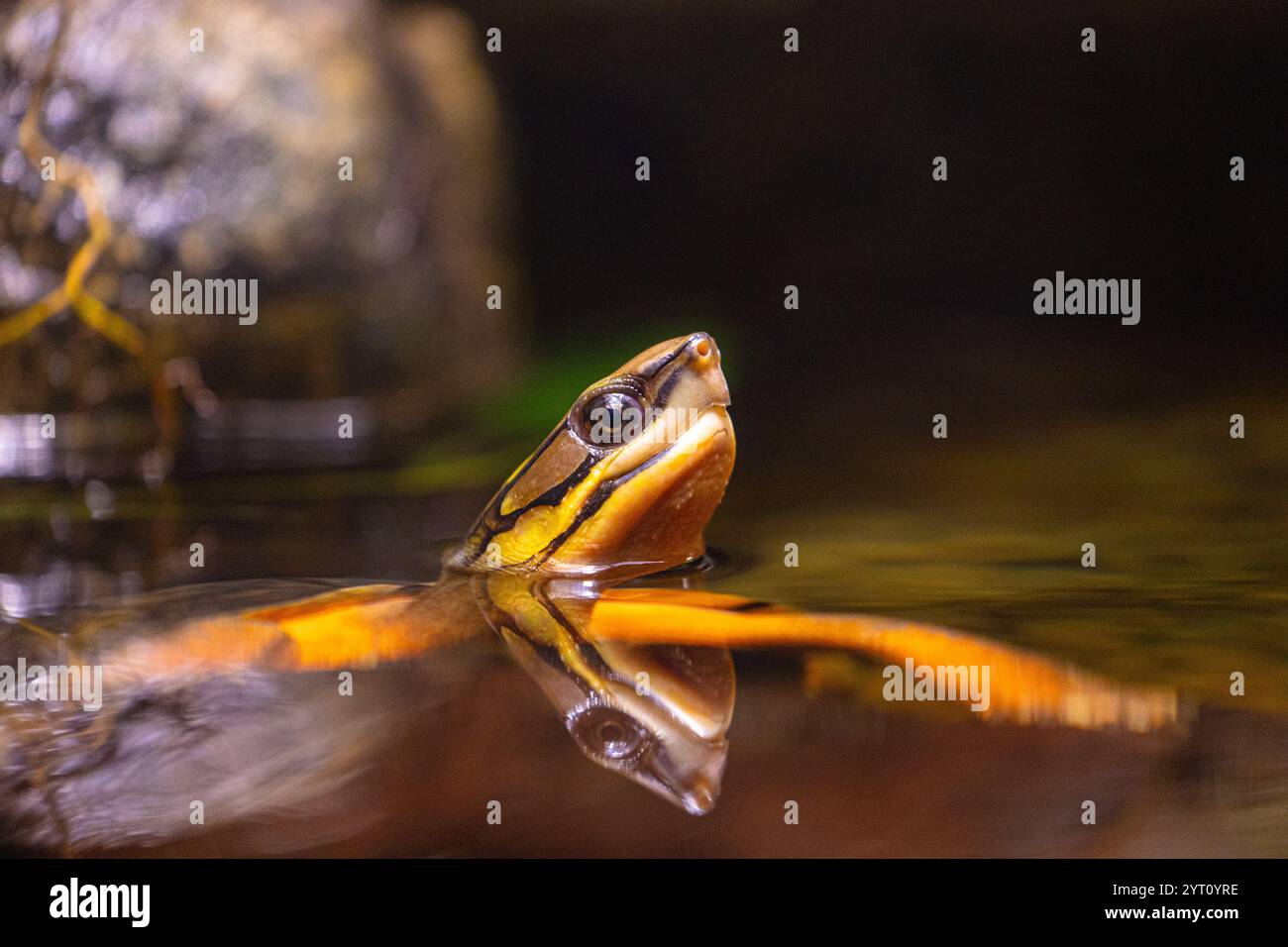 A beautiful turtle living in a terrarium. Exotic scene in aquazoo in ...