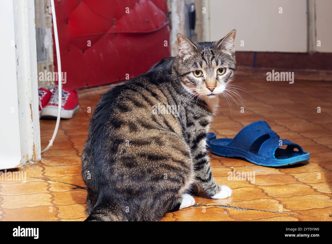 Sad tabby cat lying at home close up Stock Photo - Alamy