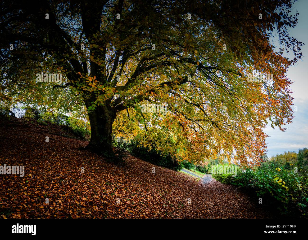Autumn arrives in Brungerley Park, Clitheroe, Ribble Valley, Lancashire ...