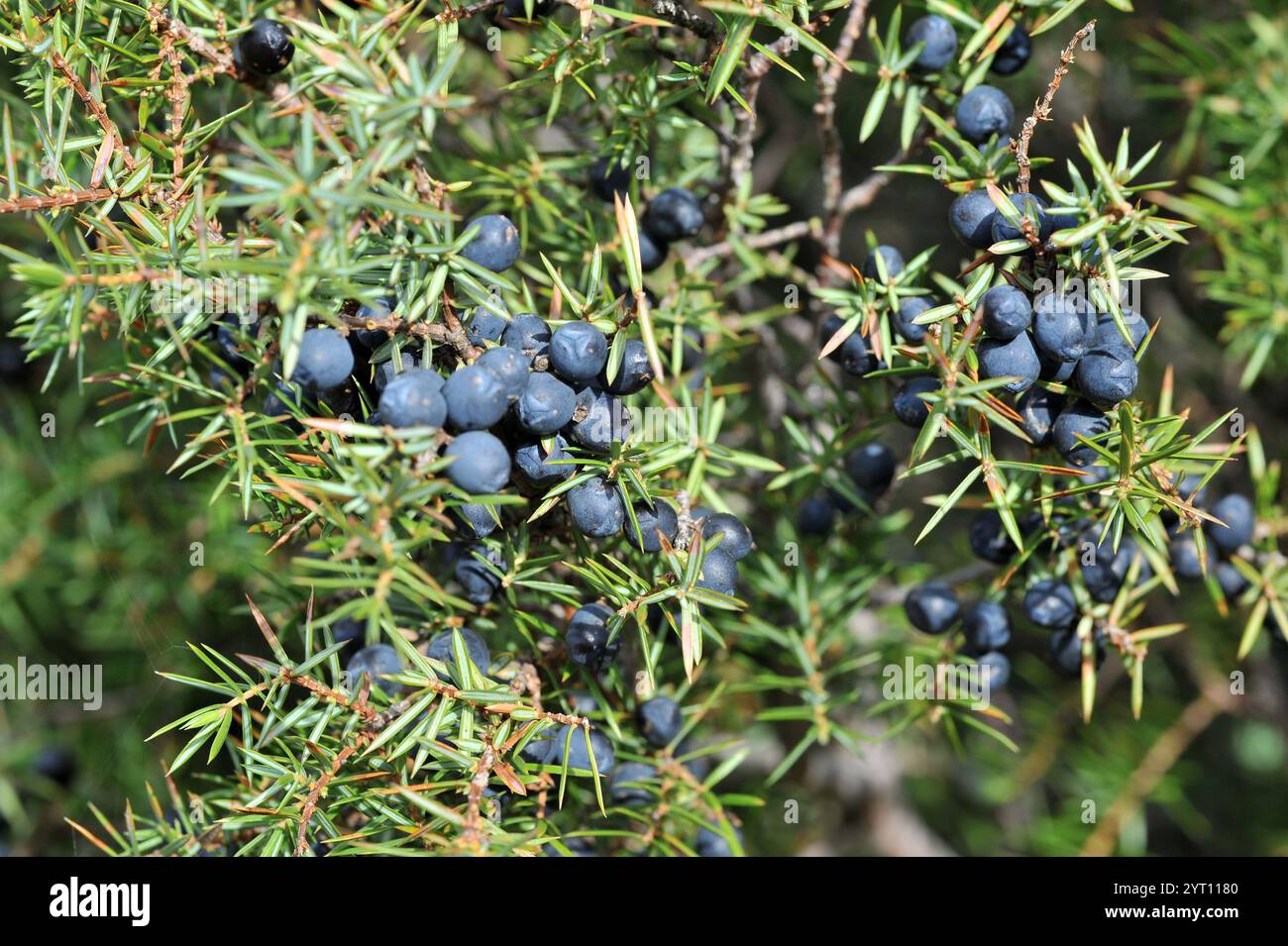 juniper bush in nature Stock Photo - Alamy