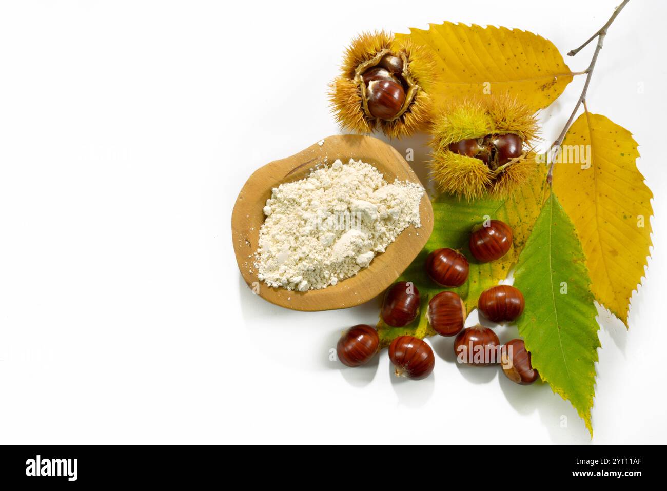 Chestnut flour with chestnuts, leaves and chestnut hedgehogs on a white ...