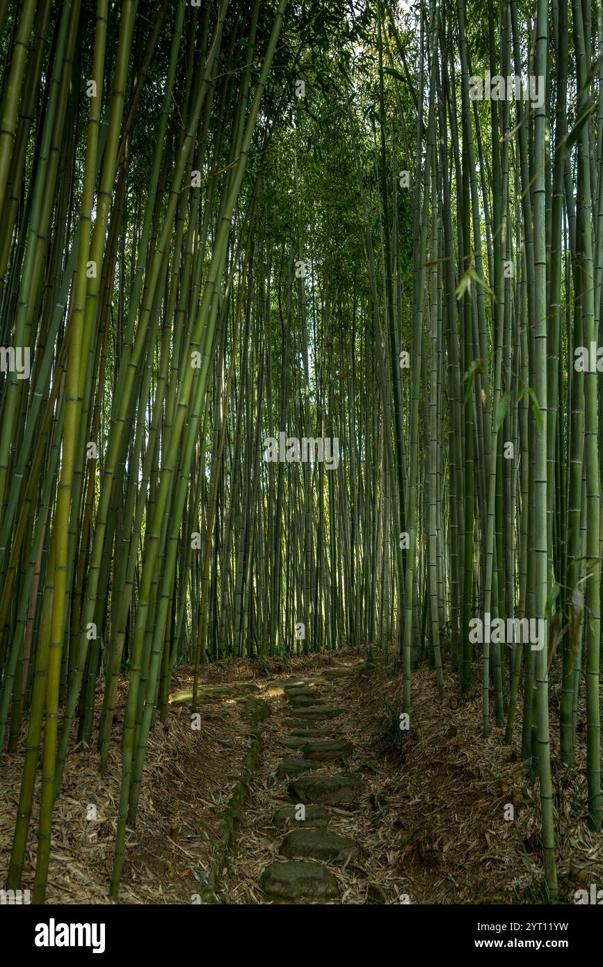 Kyoto City Rakusai Bamboo Park near Kyoto Stock Photo - Alamy