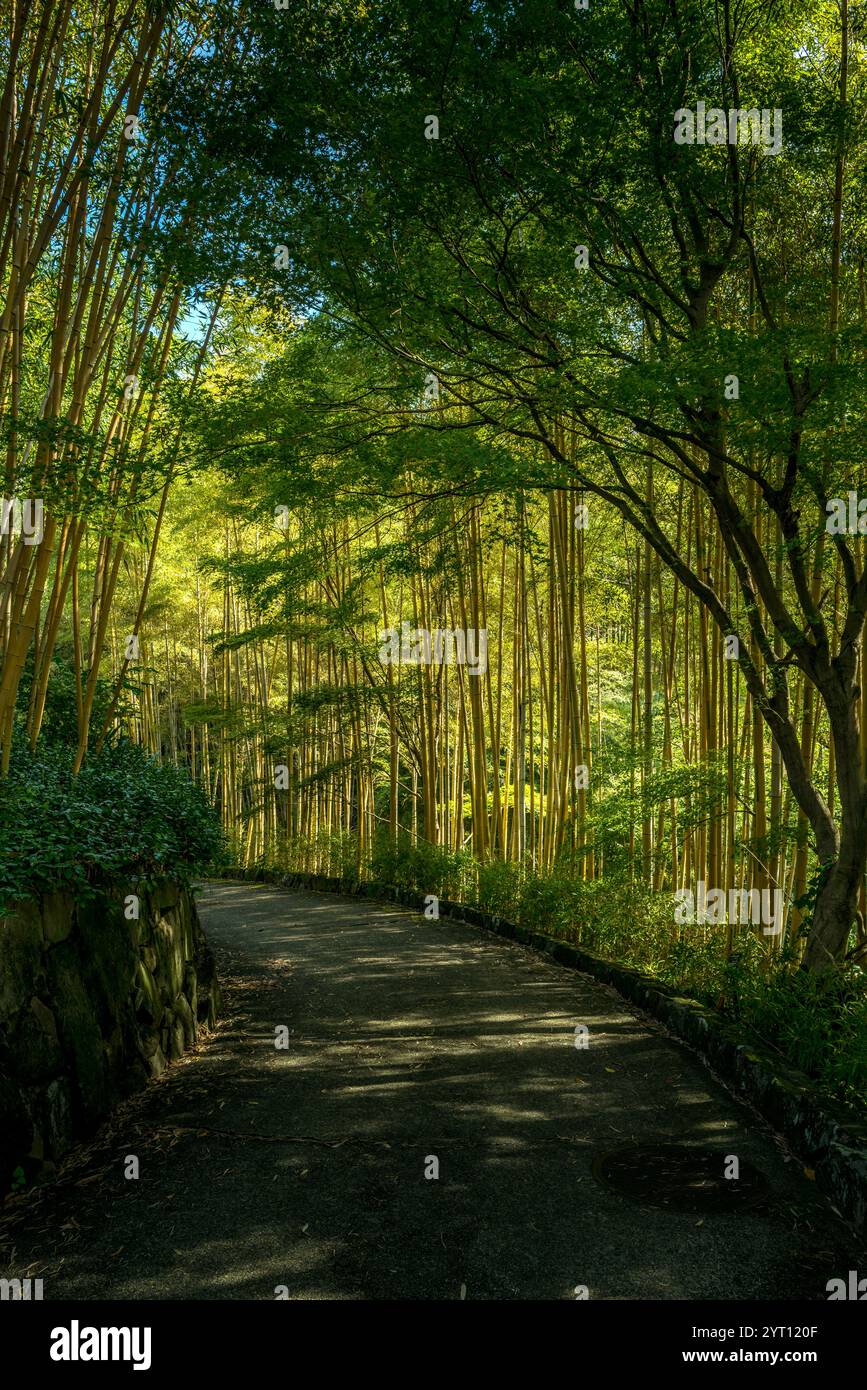 Kyoto City Rakusai Bamboo Park near Kyoto Stock Photo - Alamy