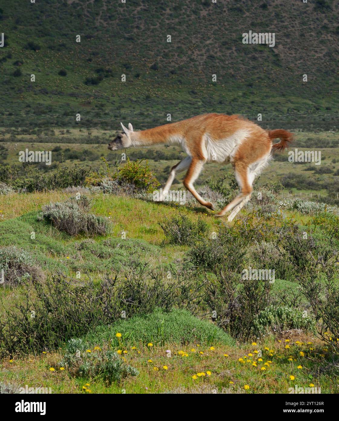 Lama guanocoe hi-res stock photography and images - Alamy