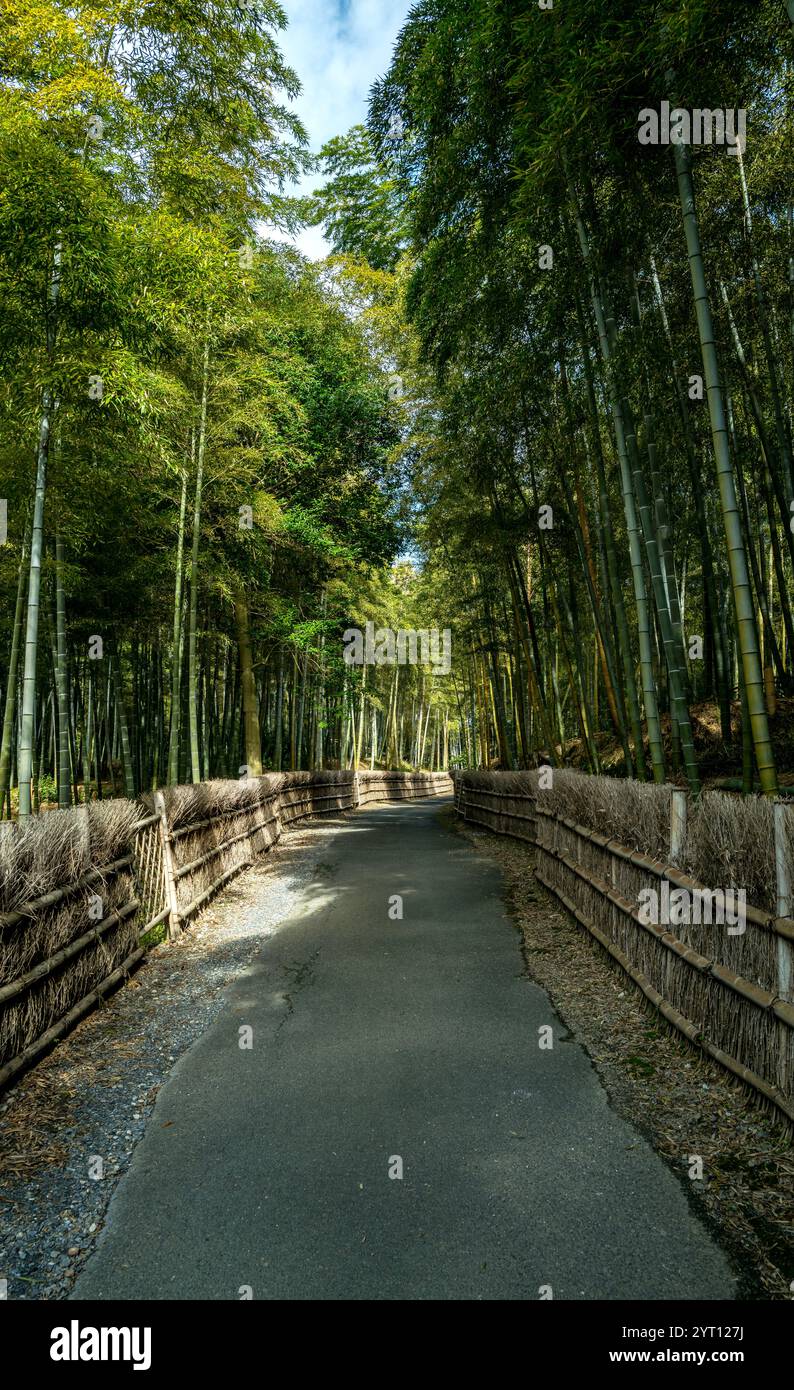 Kyoto City Rakusai Bamboo Park near Kyoto Stock Photo - Alamy