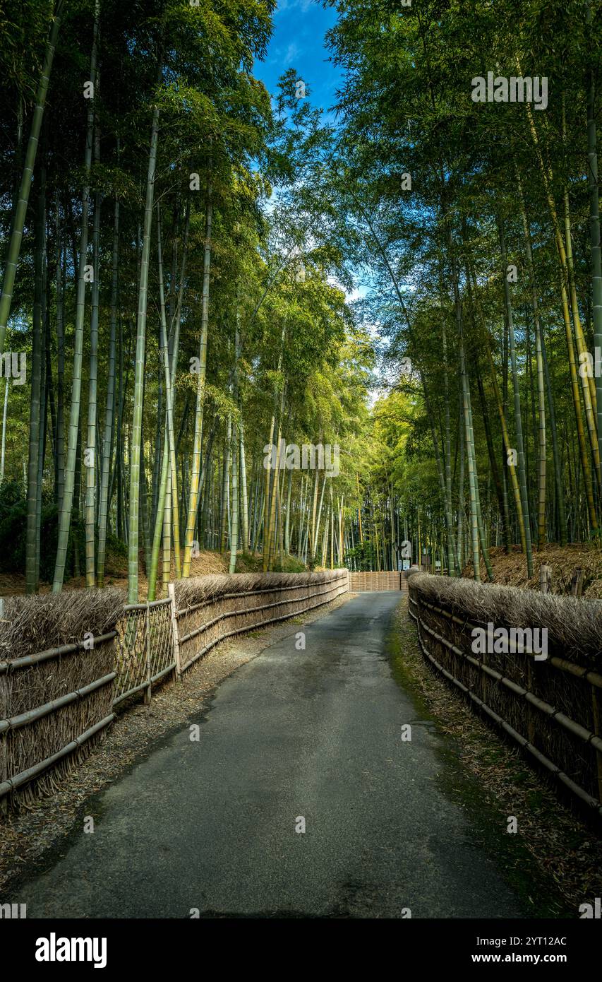 Kyoto City Rakusai Bamboo Park near Kyoto Stock Photo - Alamy