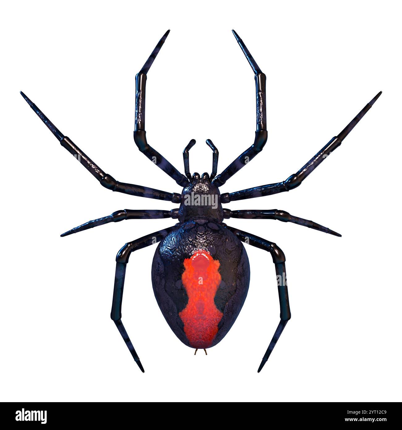 3D rendering of a redback spider or Latrodectus hasseltii isolated on ...