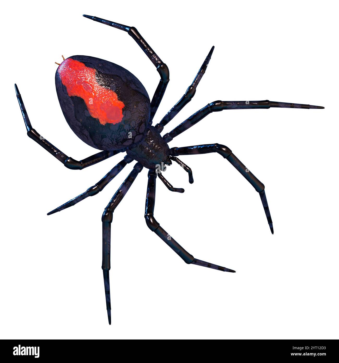 3D rendering of a redback spider or Latrodectus hasseltii isolated on ...