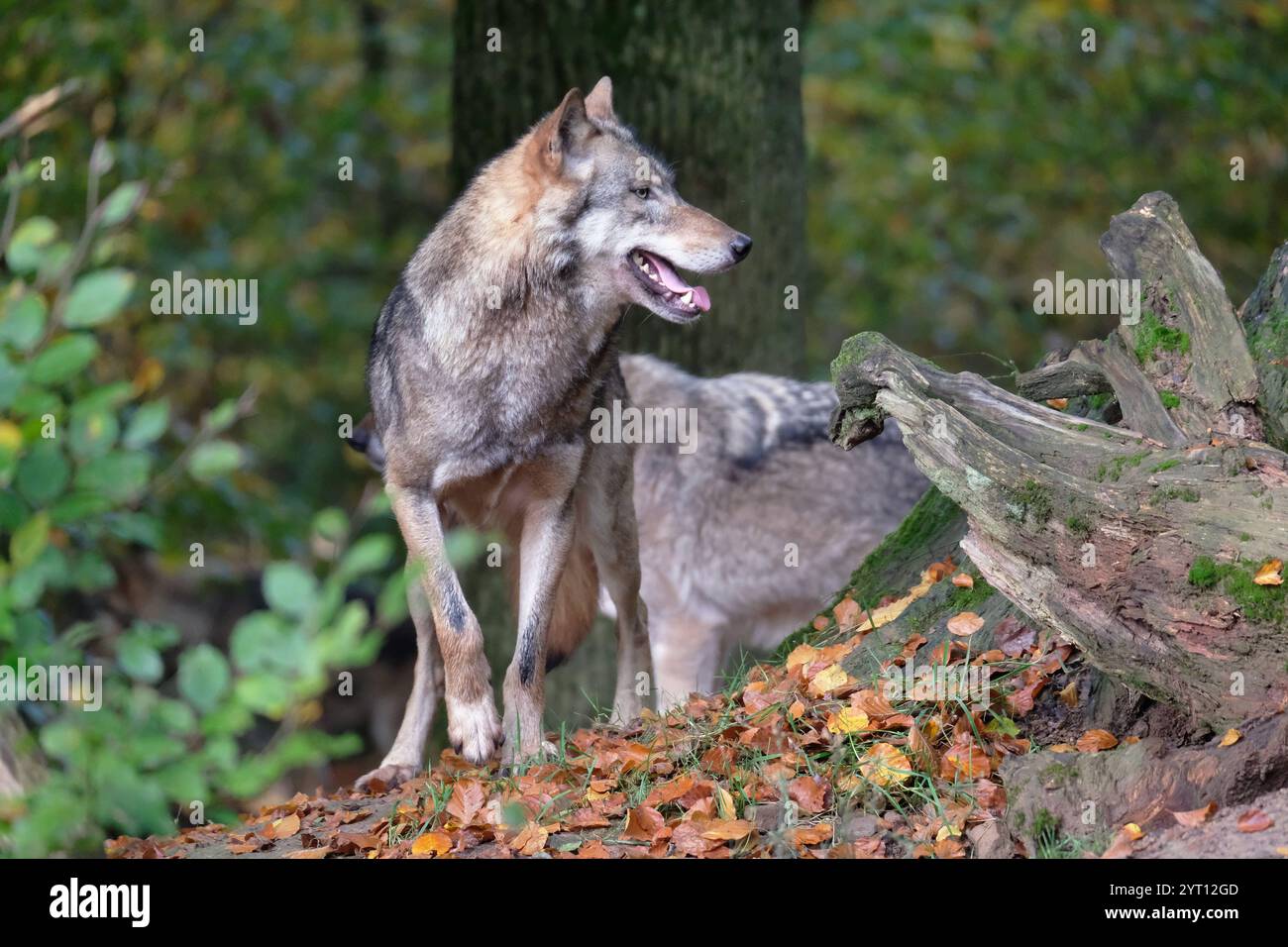 Wolf-Europaeischer Grauwolf in Deutschland in Aktion. Wolf-Grauwolf ...