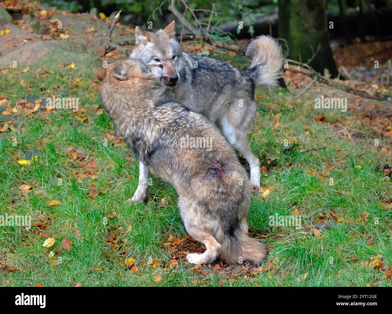 Wolf-Europaeischer Grauwolf in Deutschland in Aktion. Wolf-Grauwolf ...