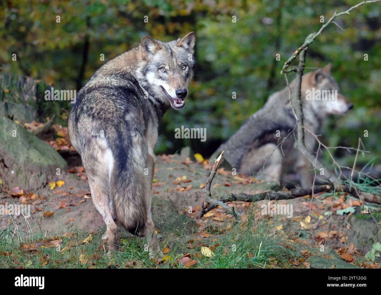 Wolf-Europaeischer Grauwolf in Deutschland in Aktion. Wolf-Grauwolf ...