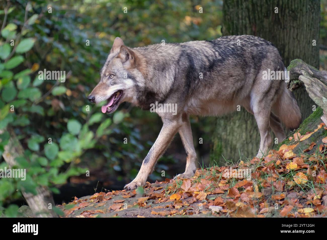 Wolf-Europaeischer Grauwolf in Deutschland in Aktion. Wolf-Grauwolf ...