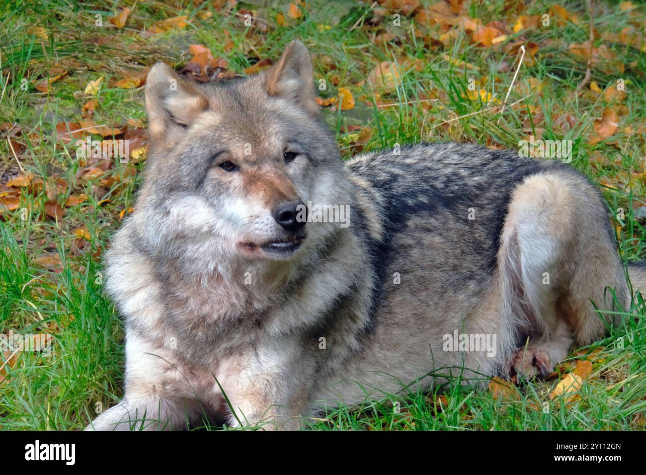 Wolf-Europaeischer Grauwolf in Deutschland in Aktion. Wolf-Grauwolf ...
