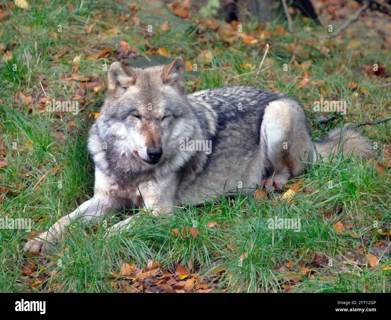 Wolf-Europaeischer Grauwolf in Deutschland in Aktion. Wolf-Grauwolf ...