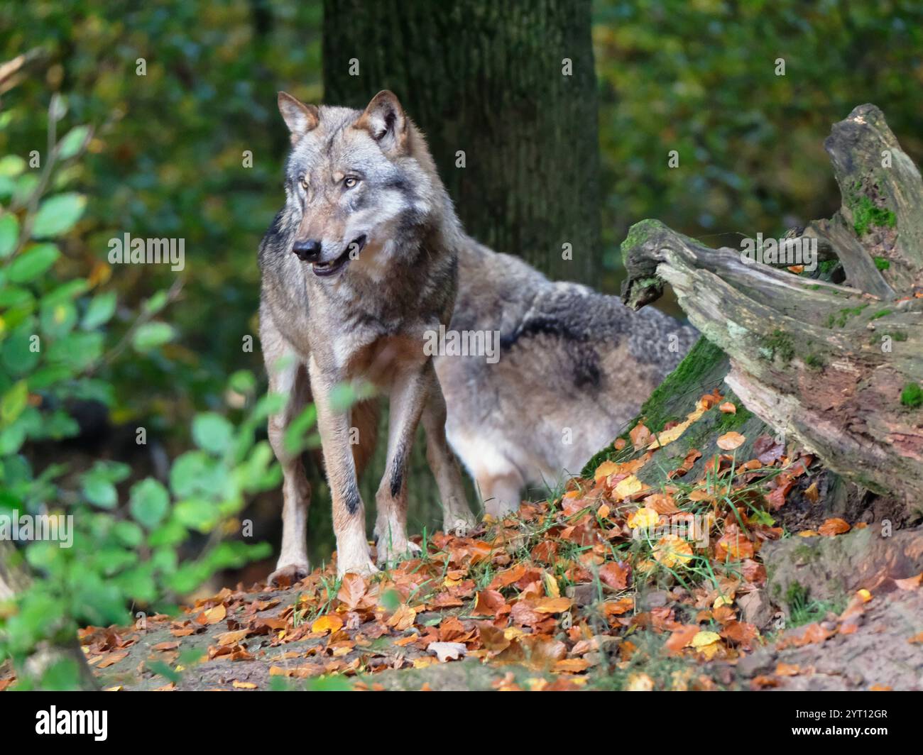 Wolf-Europaeischer Grauwolf in Deutschland in Aktion. Wolf-Grauwolf ...