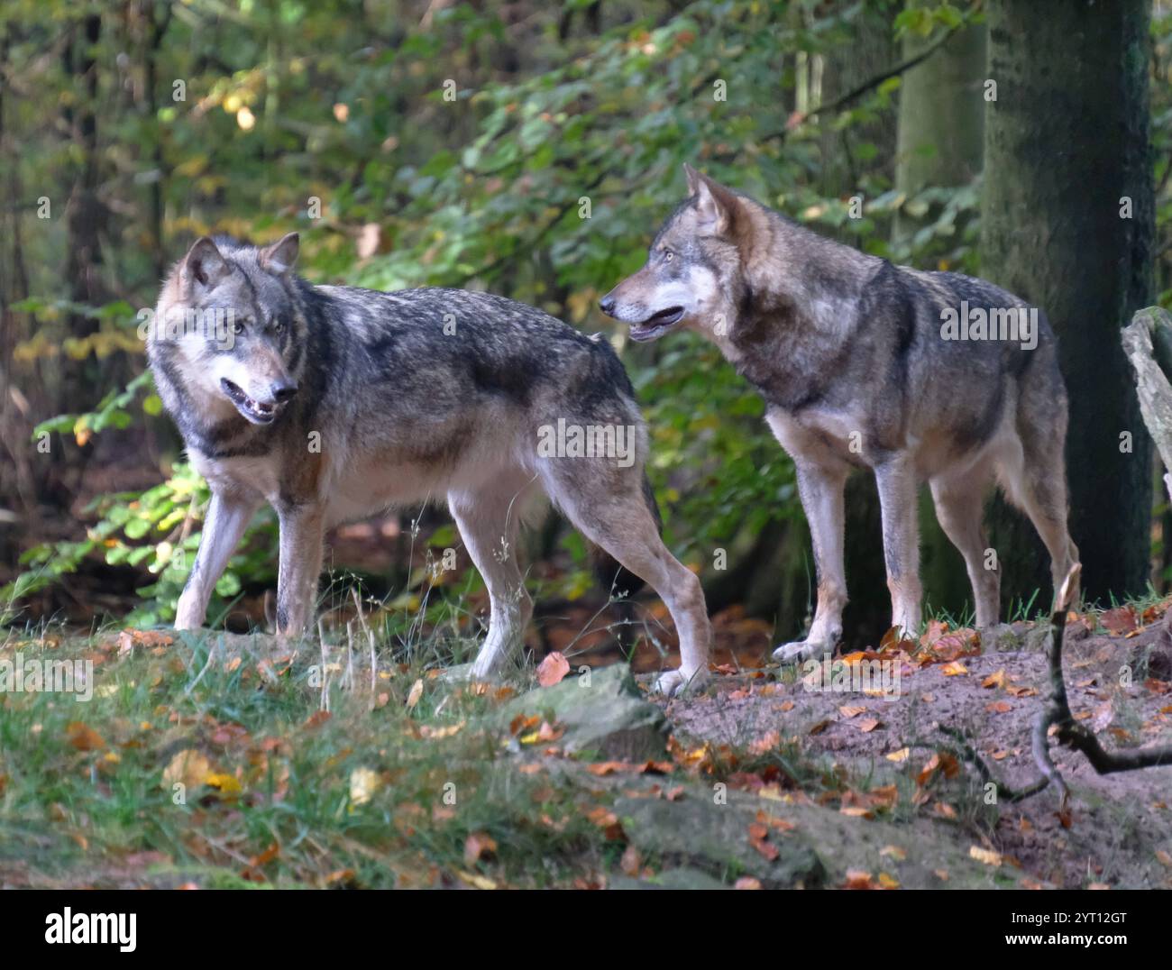 Wolf-Europaeischer Grauwolf in Deutschland in Aktion. Wolf-Grauwolf ...