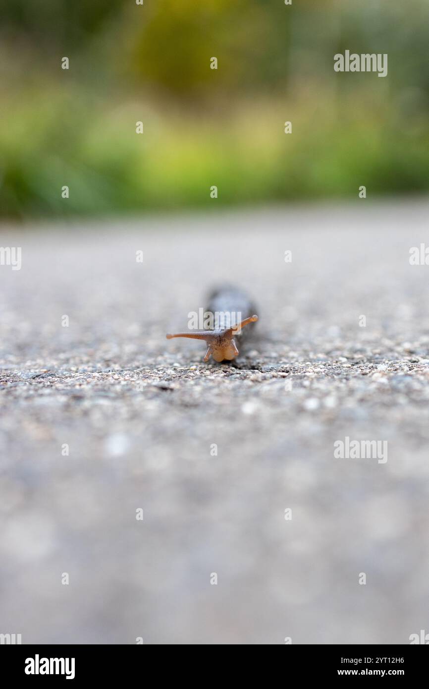 A tiger angel (Limax maximus) on its way to the meadow in summer Stock ...