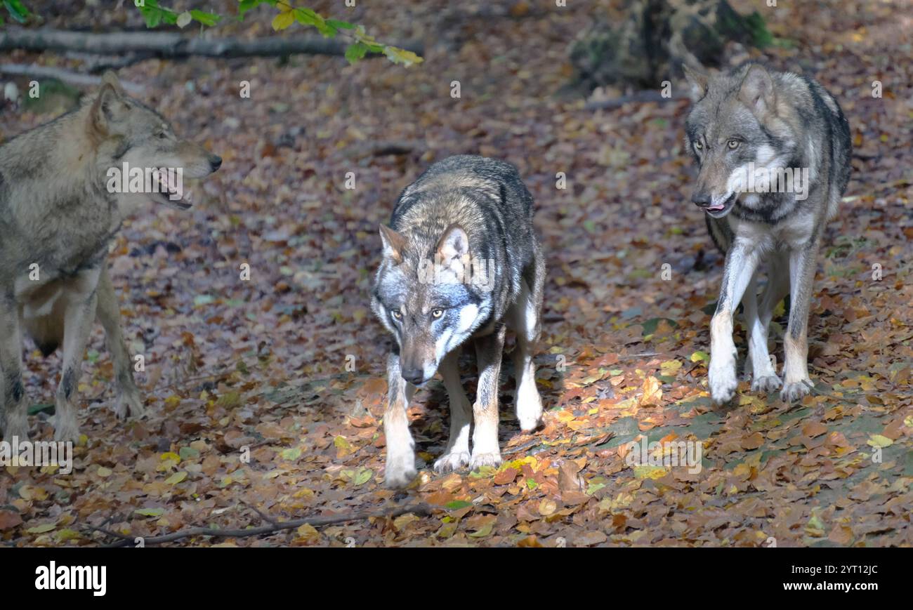Wolf-Europaeischer Grauwolf in Deutschland in Aktion. Wolf-Grauwolf ...
